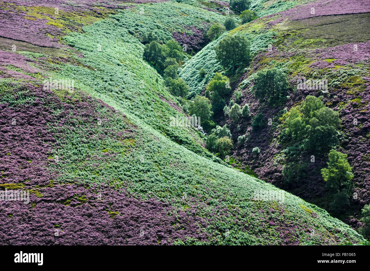 Riccamente colorata Collina di erica viola e verde profondo bracken ...