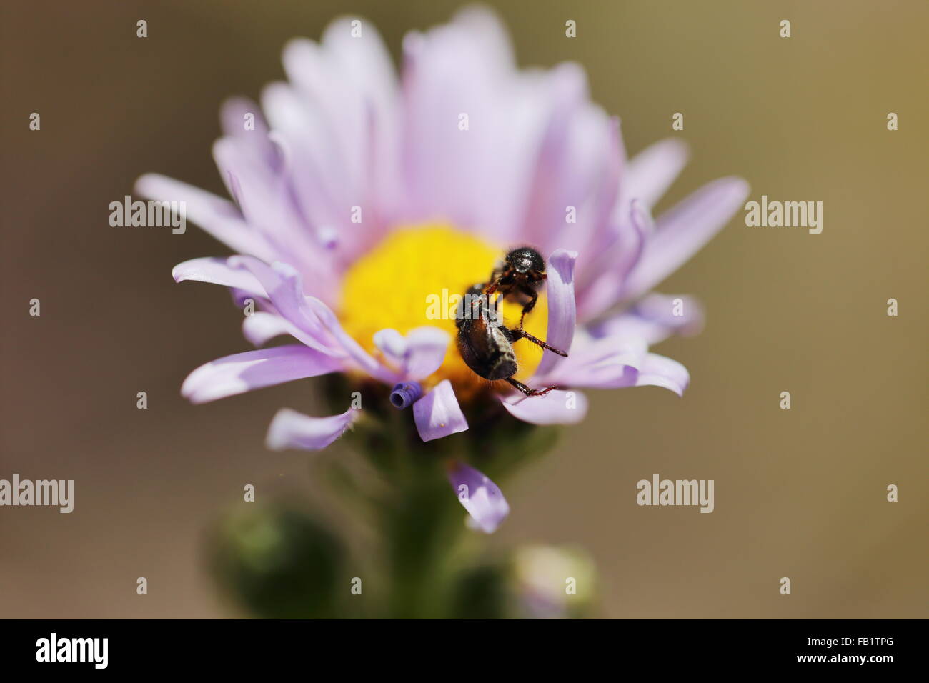 Pollination by beetles immagini e fotografie stock ad alta risoluzione ...