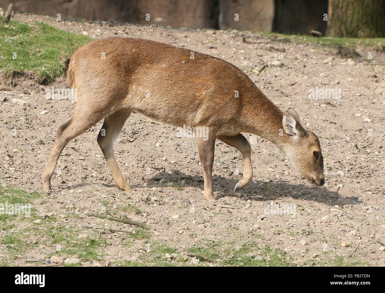 Museruola di piccolo cervo immagini e fotografie stock ad alta ...