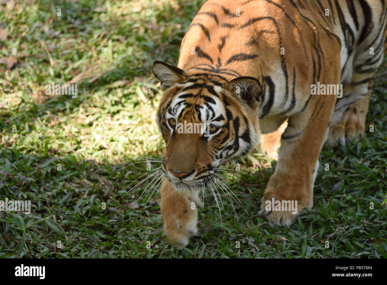 Bengal tiger stalking immagini e fotografie stock ad alta risoluzione ...