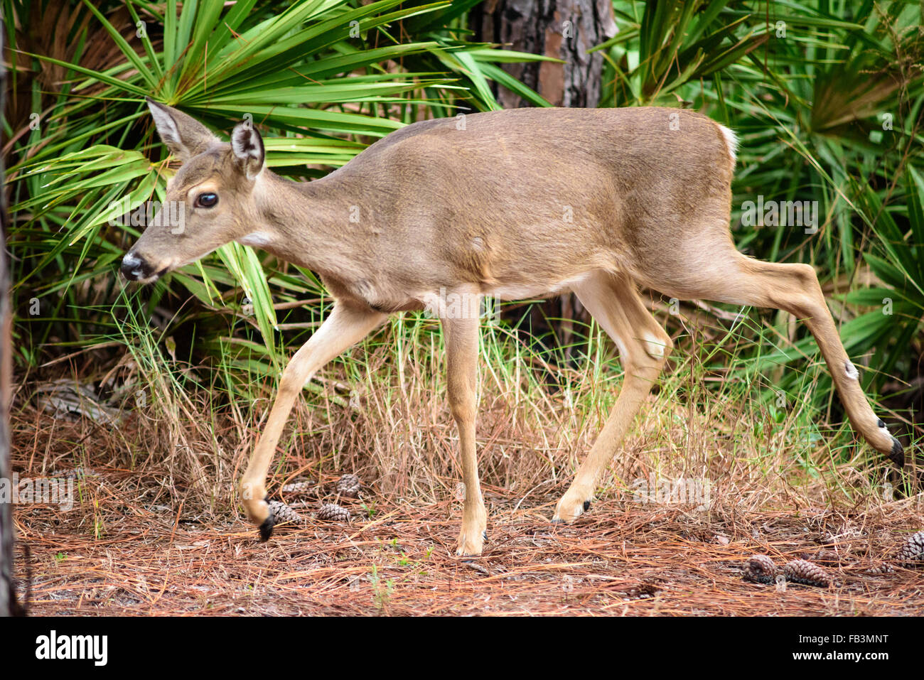 Cervo femmina immagini e fotografie stock ad alta risoluzione - Alamy