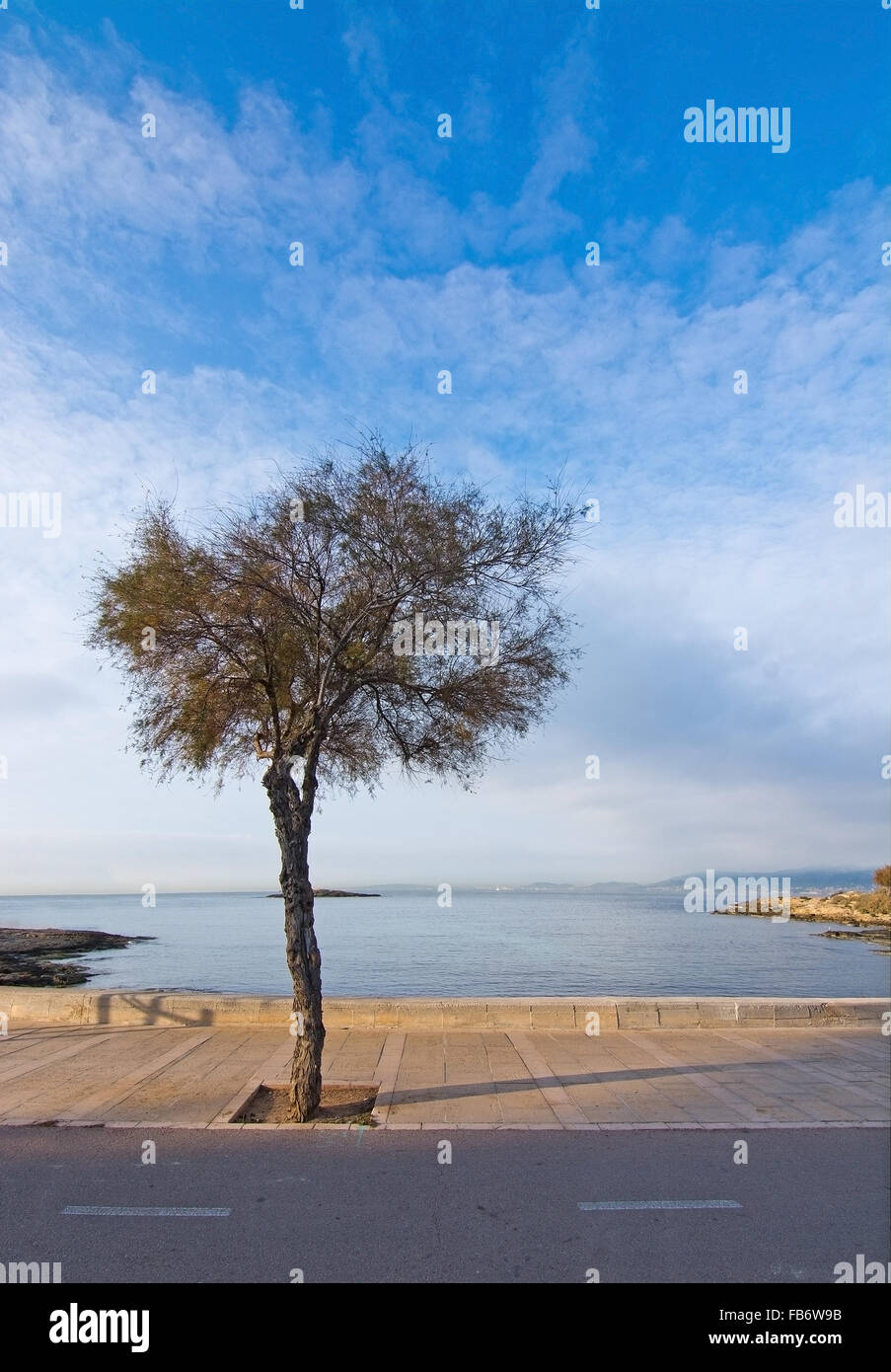 Albero di tamerici immagini e fotografie stock ad alta risoluzione - Alamy