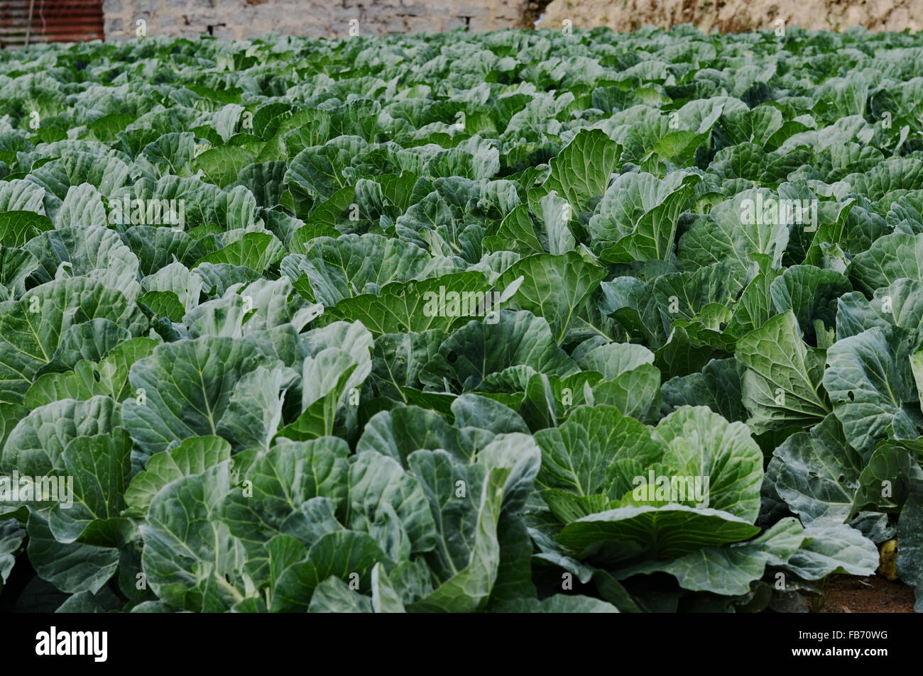 Patch di cavolo verde immagini e fotografie stock ad alta risoluzione ...