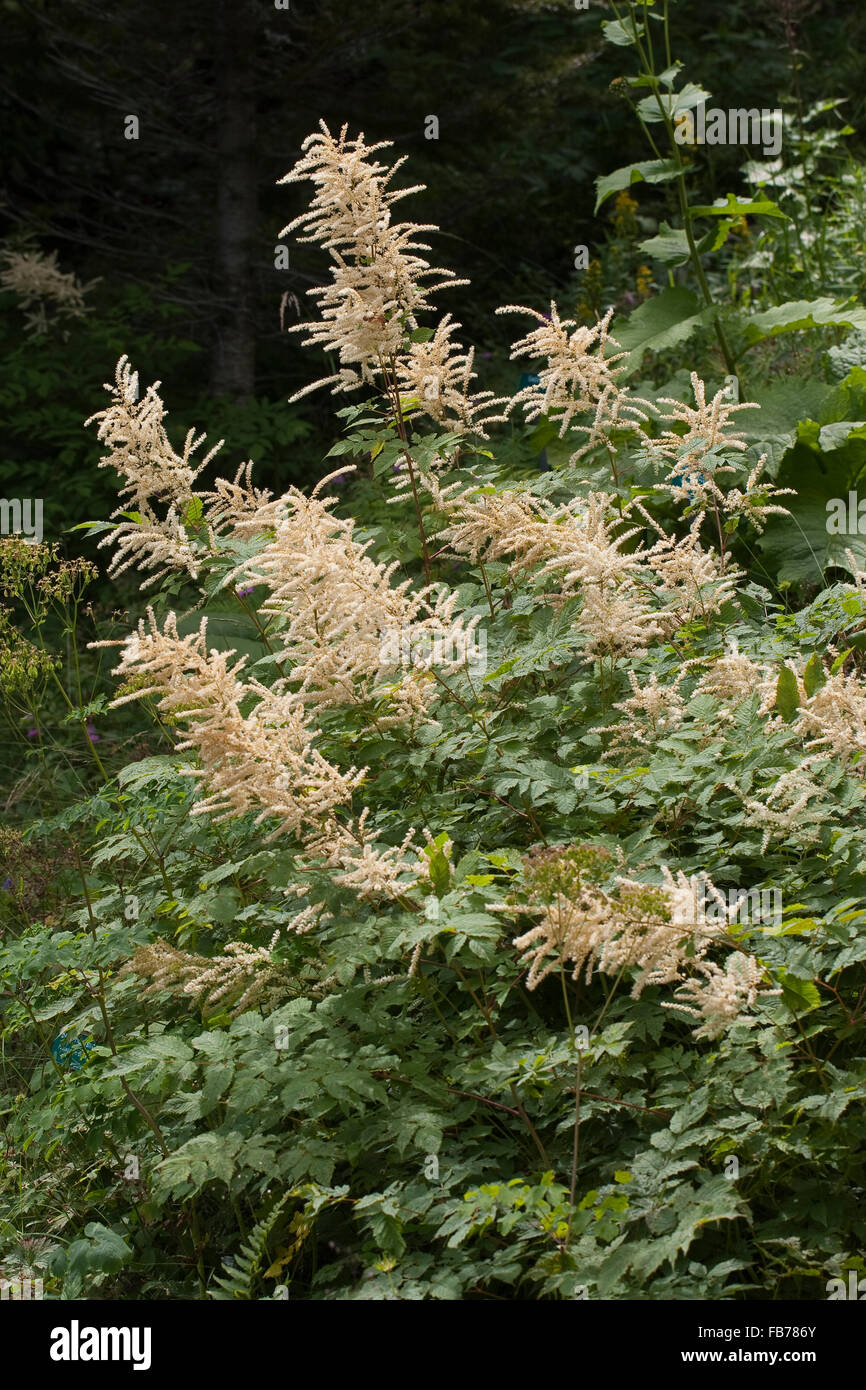 Di capra, barba Wald-Geissbart, Wald-Geißbart, Waldgeissbart ...