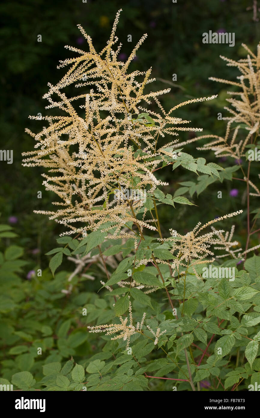 Di capra, barba Wald-Geissbart, Wald-Geißbart, Waldgeissbart ...
