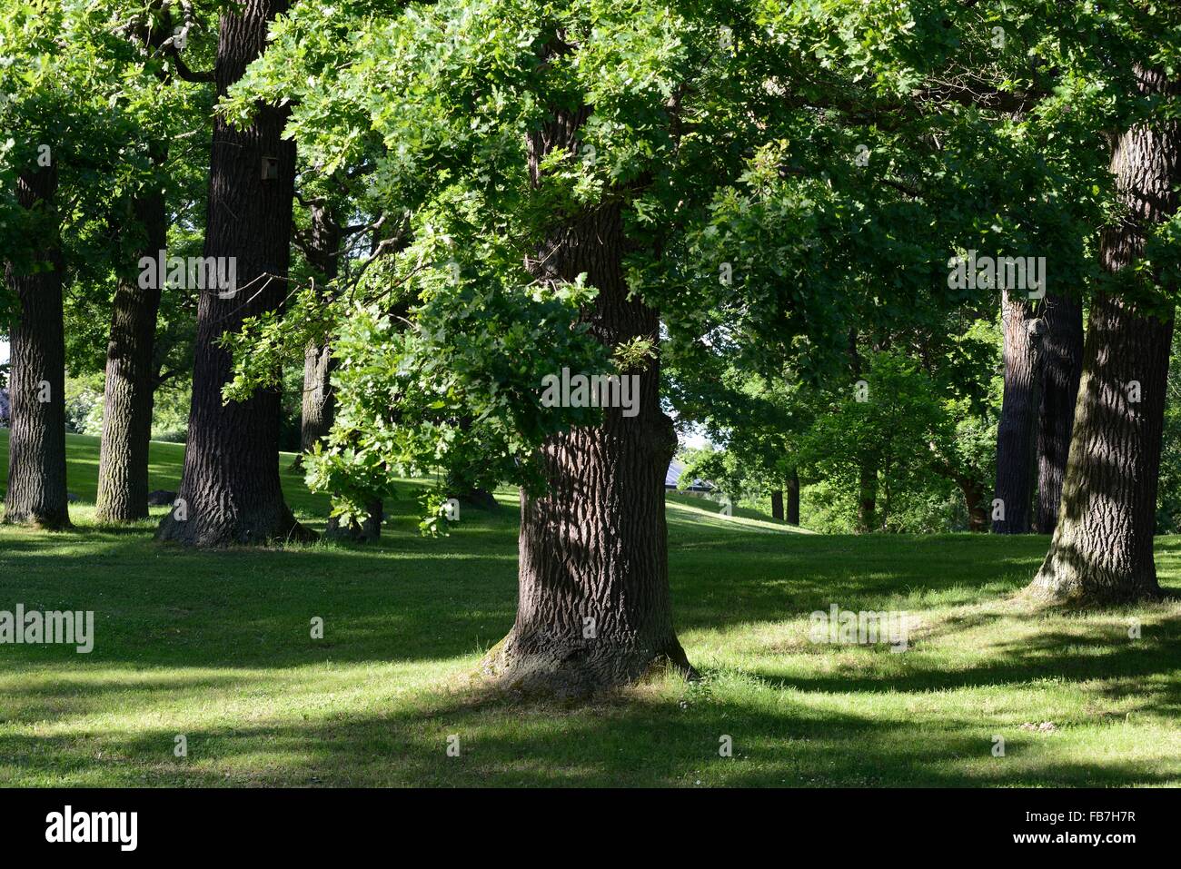 Il grande albero immagini e fotografie stock ad alta risoluzione - Alamy