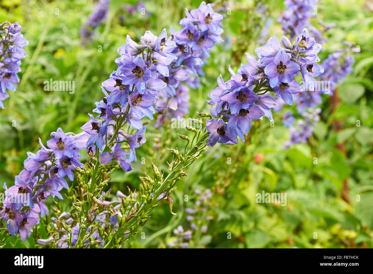 Bellissimi steli immagini e fotografie stock ad alta risoluzione - Alamy