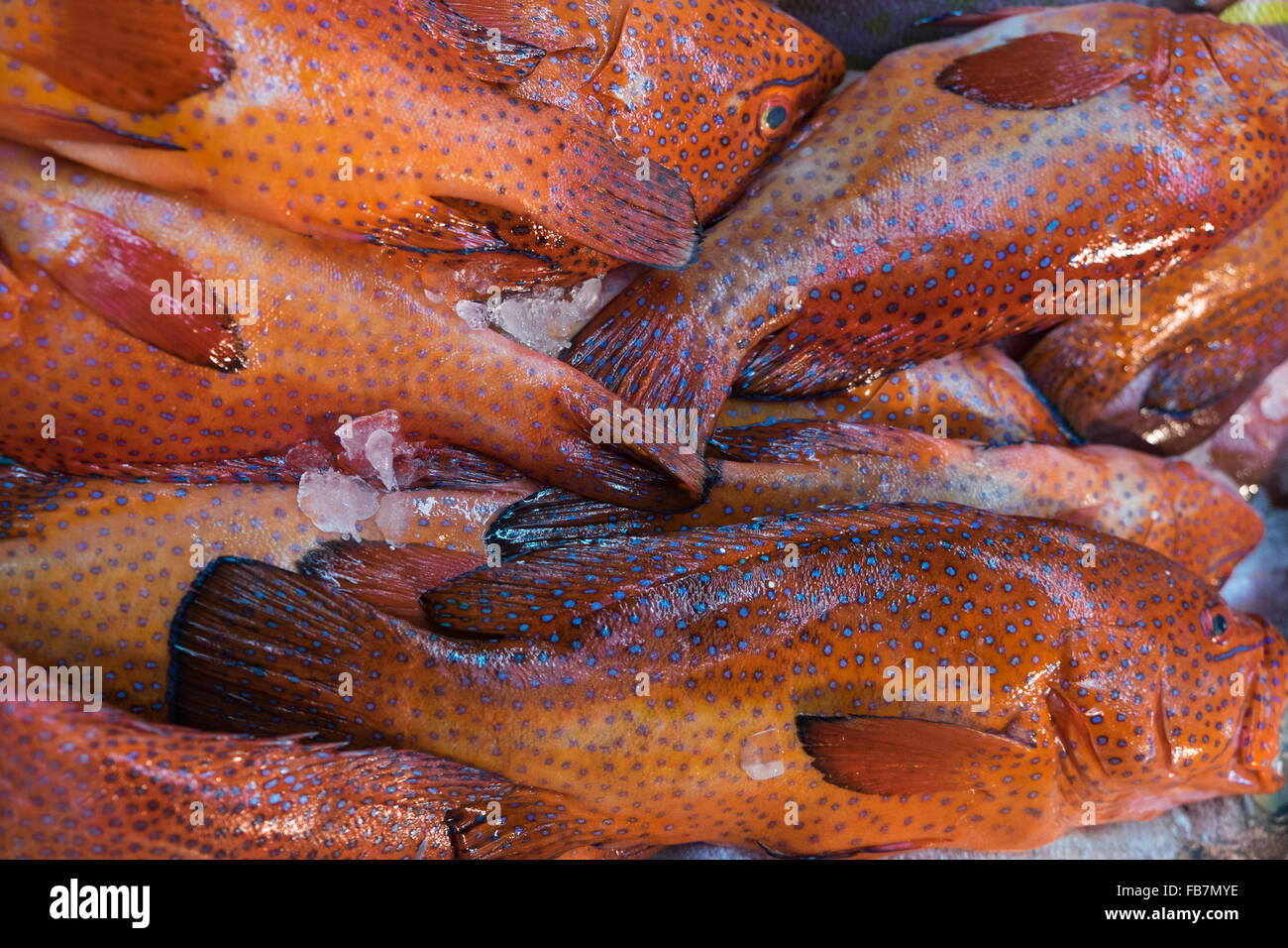 Cernia marina immagini e fotografie stock ad alta risoluzione - Alamy