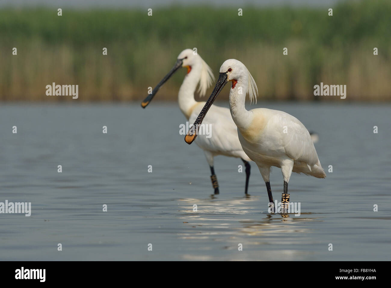 Uccello di palude delta del po immagini e fotografie stock ad alta ...