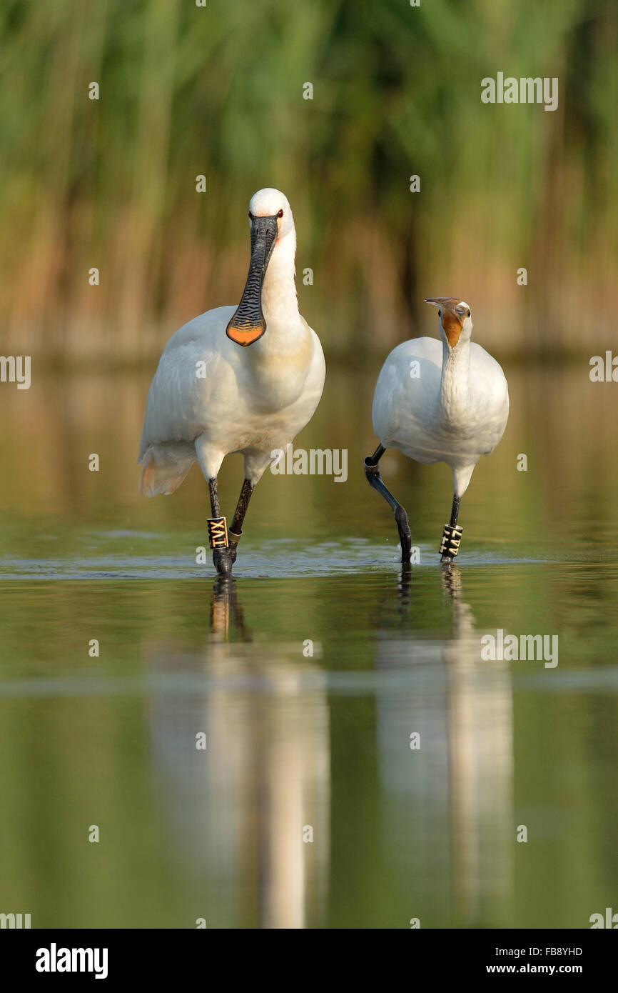 Uccello di palude delta del po immagini e fotografie stock ad alta ...