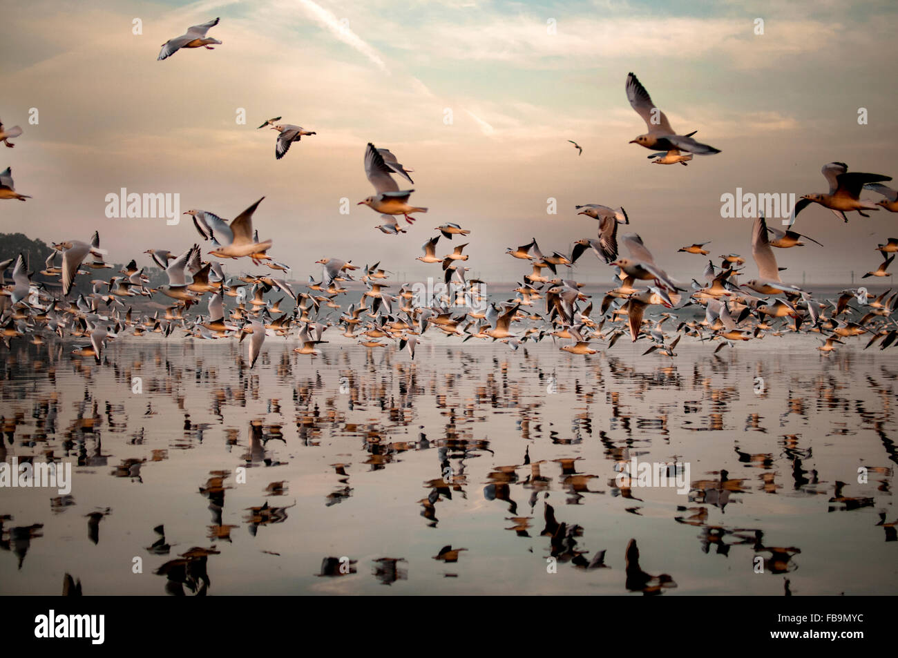 Gabbiani in india immagini e fotografie stock ad alta risoluzione - Alamy