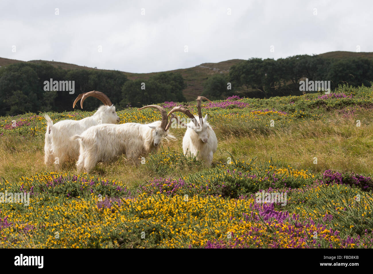 Mescolarsi nell'habitat immagini e fotografie stock ad alta risoluzione ...