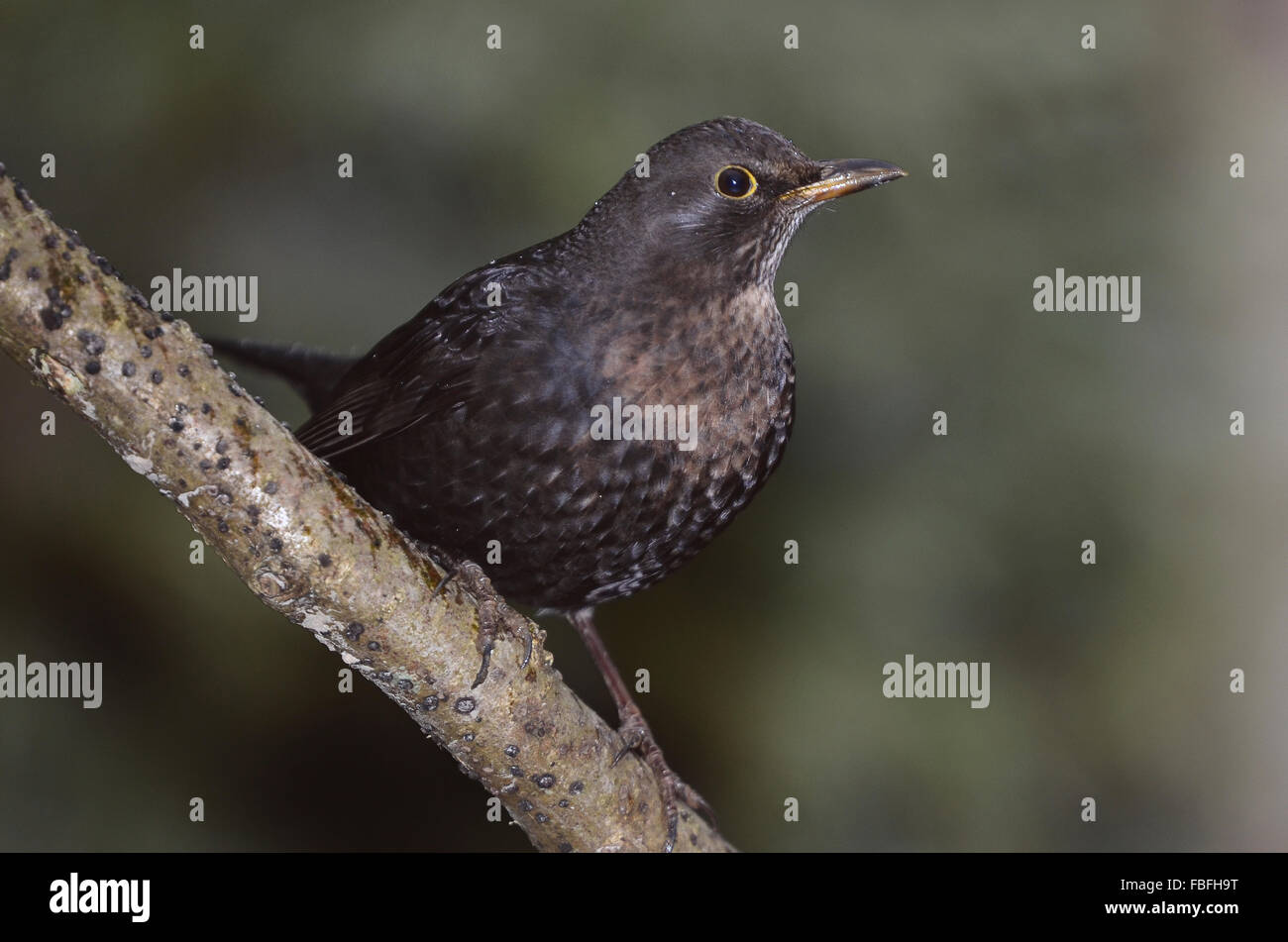 Turdus merlo immagini e fotografie stock ad alta risoluzione - Alamy