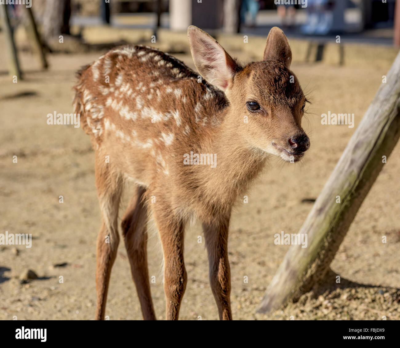 Baby cervo giapponese immagini e fotografie stock ad alta risoluzione ...