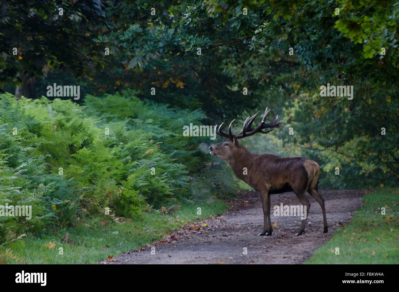 Passeggiata nel parco dei cervi immagini e fotografie stock ad alta ...