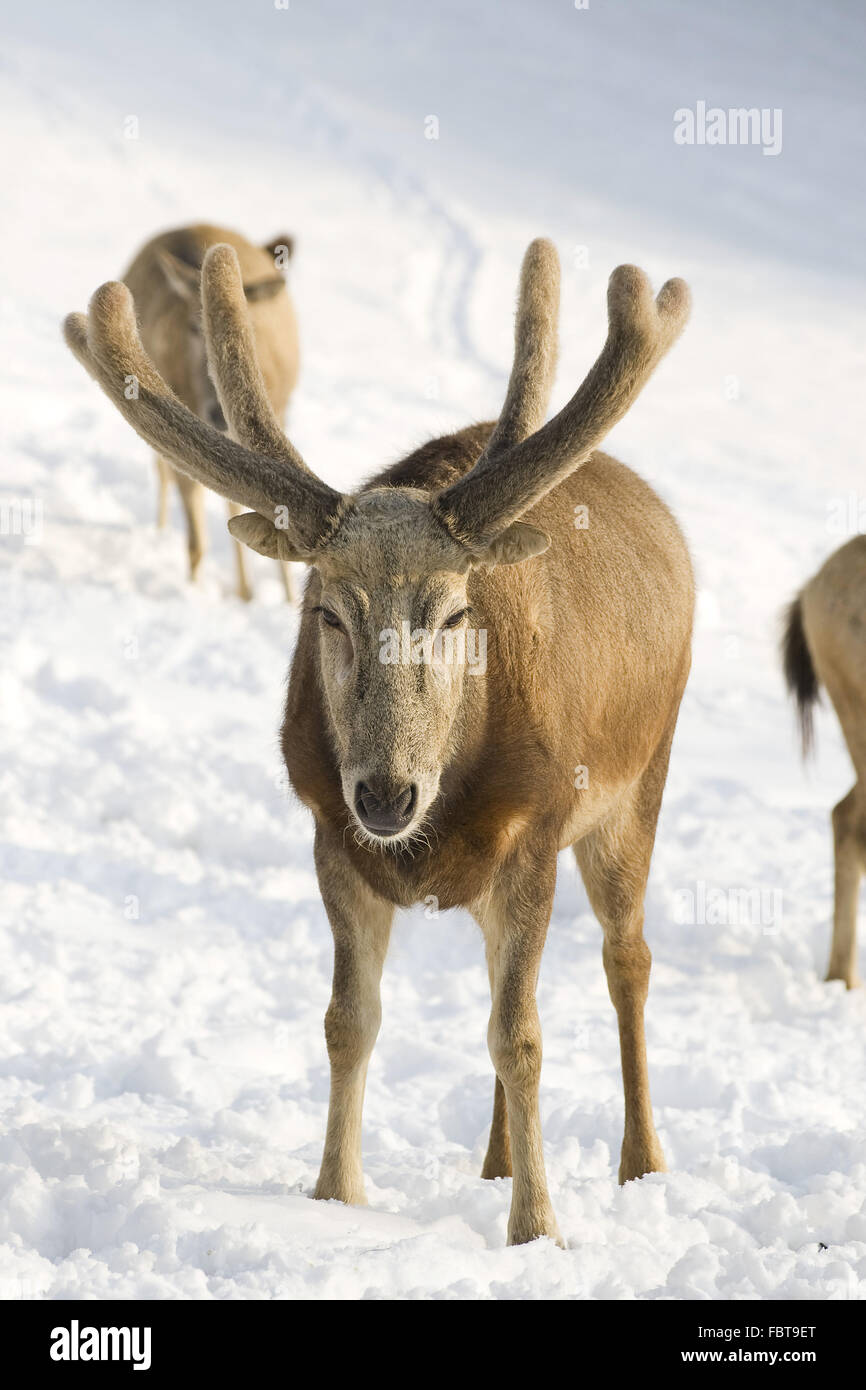 David schnee immagini e fotografie stock ad alta risoluzione - Alamy
