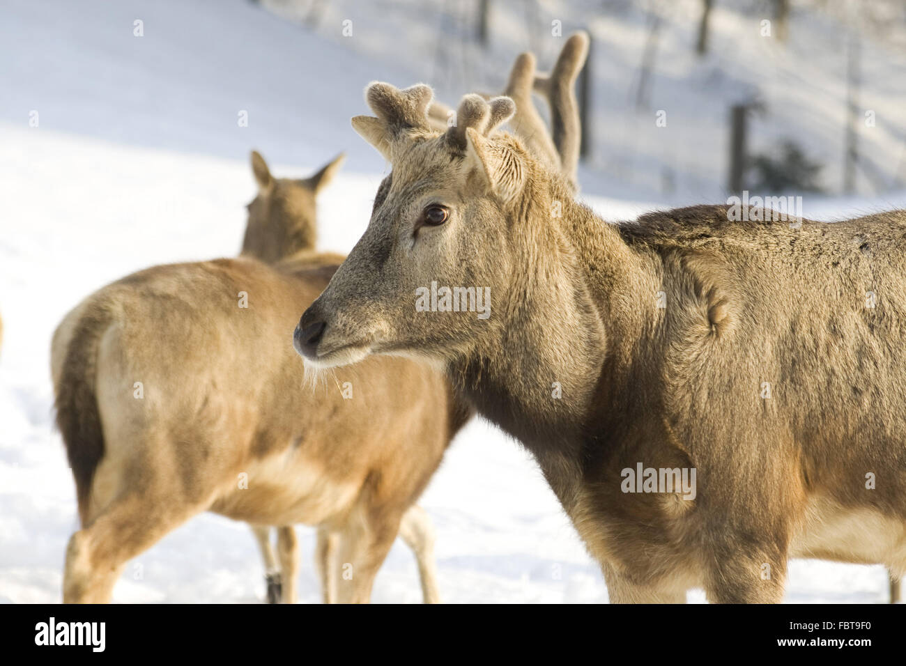 David schnee immagini e fotografie stock ad alta risoluzione - Alamy