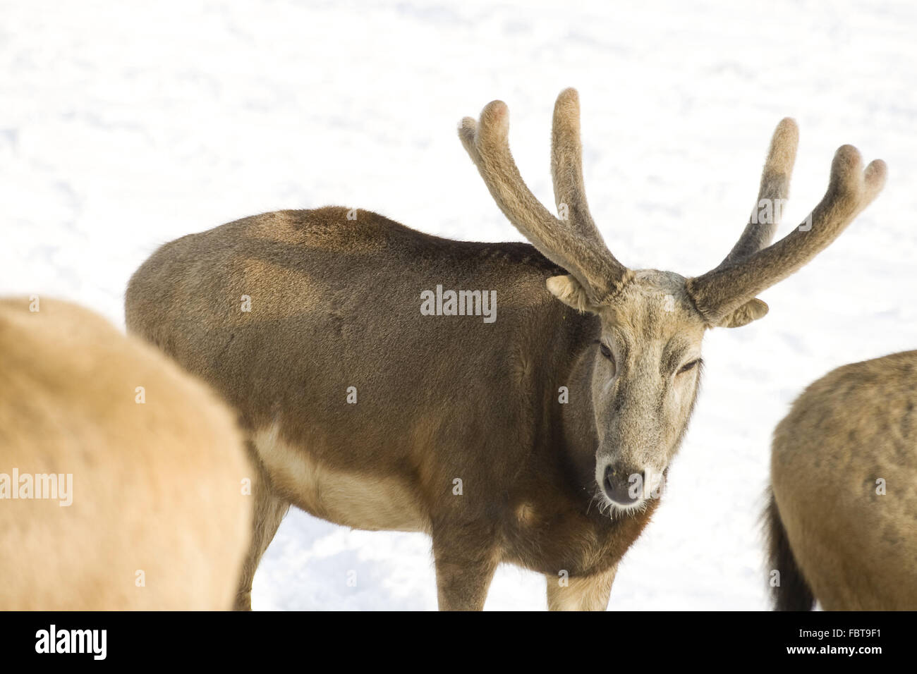 David schnee immagini e fotografie stock ad alta risoluzione - Alamy