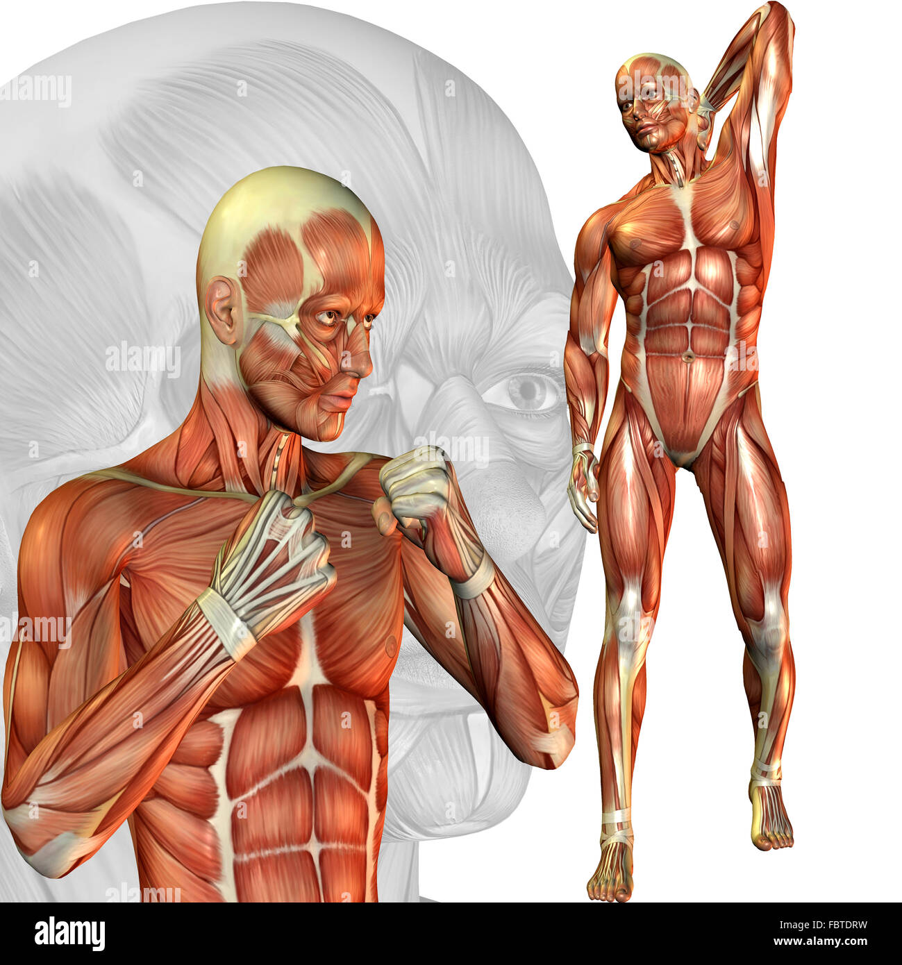 Studio di anatomia muscolare immagini e fotografie stock ad alta ...