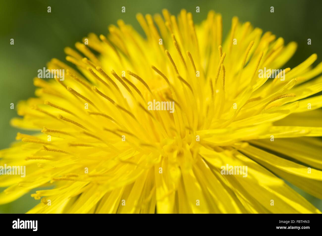 Tarassaco fioriture immagini e fotografie stock ad alta risoluzione - Alamy