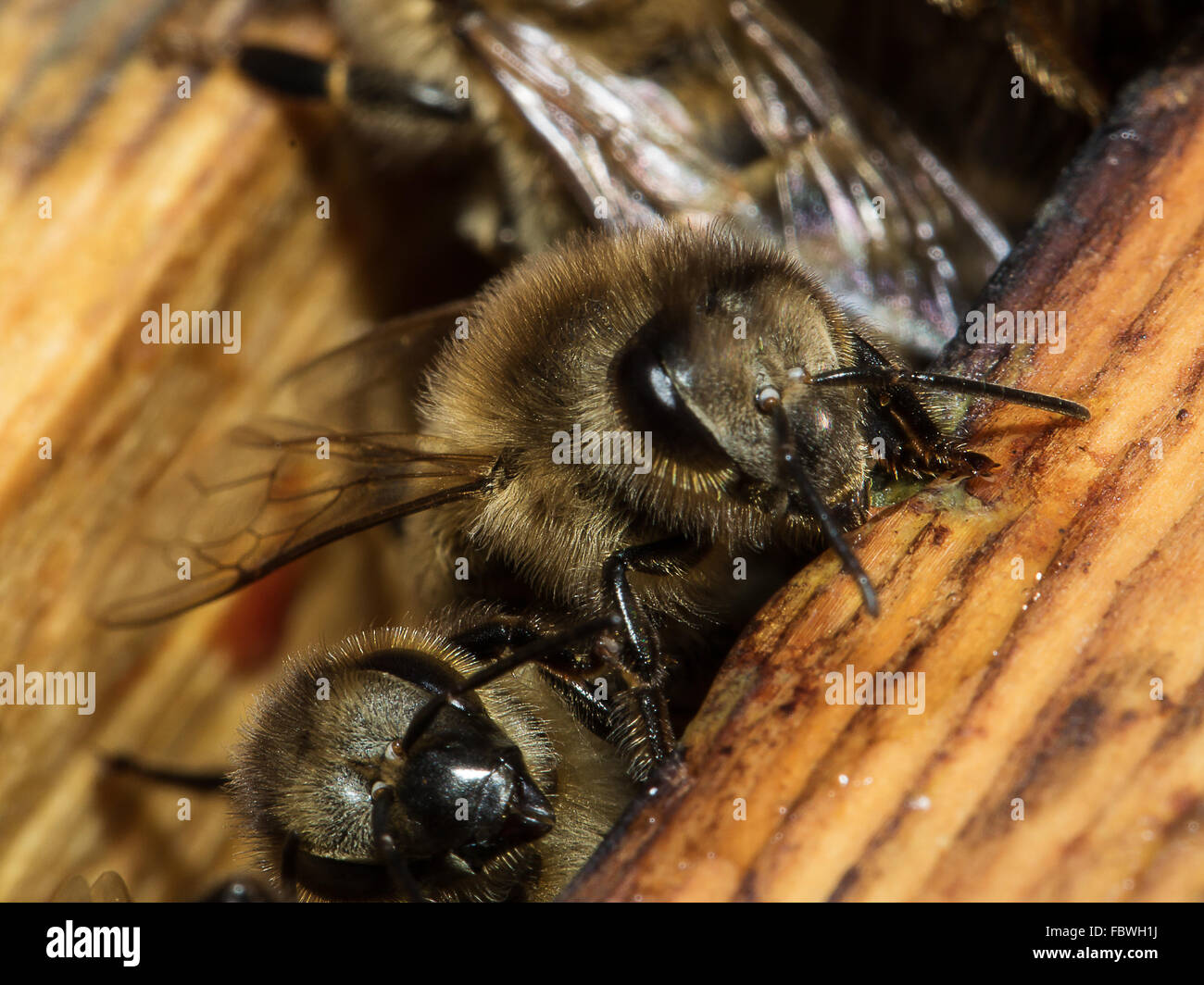 Ape agricoltura immagini e fotografie stock ad alta risoluzione - Alamy