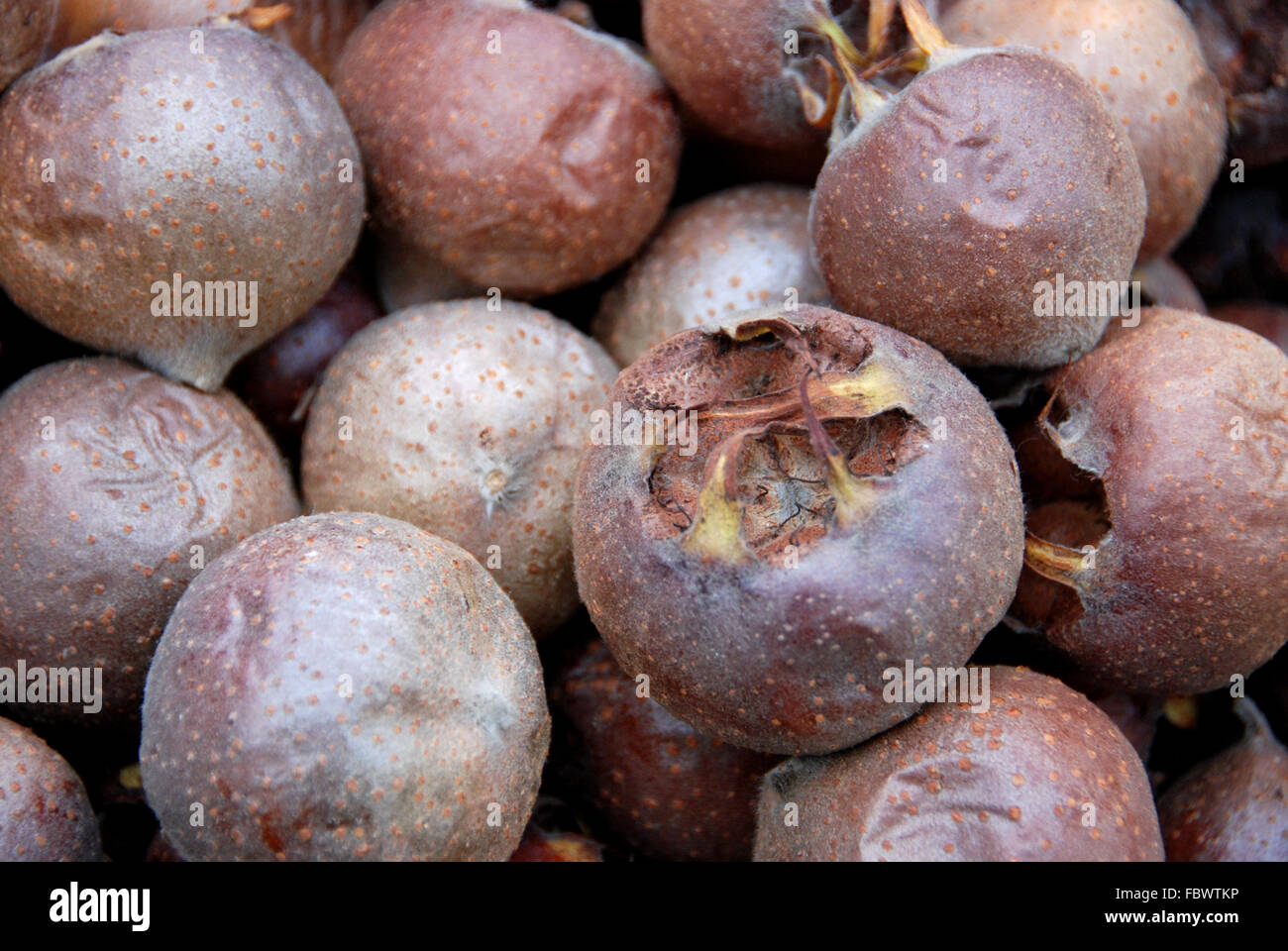 Nespola comune immagini e fotografie stock ad alta risoluzione - Alamy