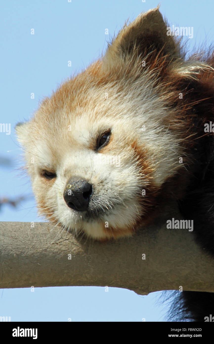 Faccia da panda rosso immagini e fotografie stock ad alta risoluzione ...