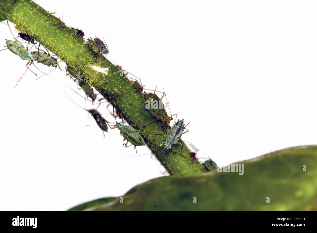 Pianta degli afidi immagini e fotografie stock ad alta risoluzione - Alamy