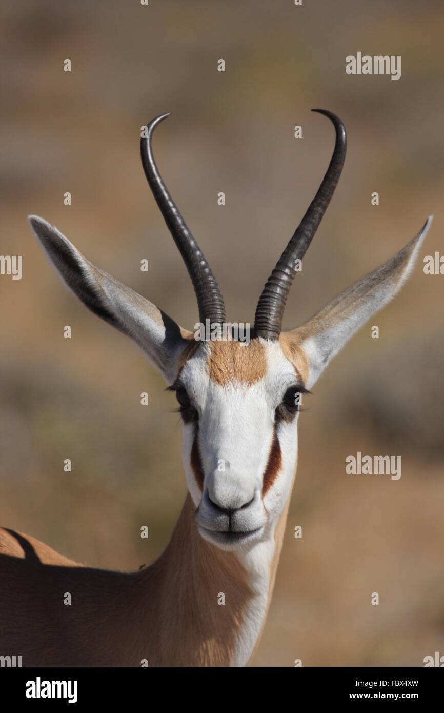 Springbok antilope immagini e fotografie stock ad alta risoluzione - Alamy