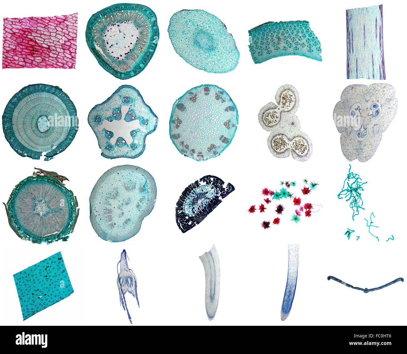 Micrografia leggera immagini e fotografie stock ad alta risoluzione - Alamy