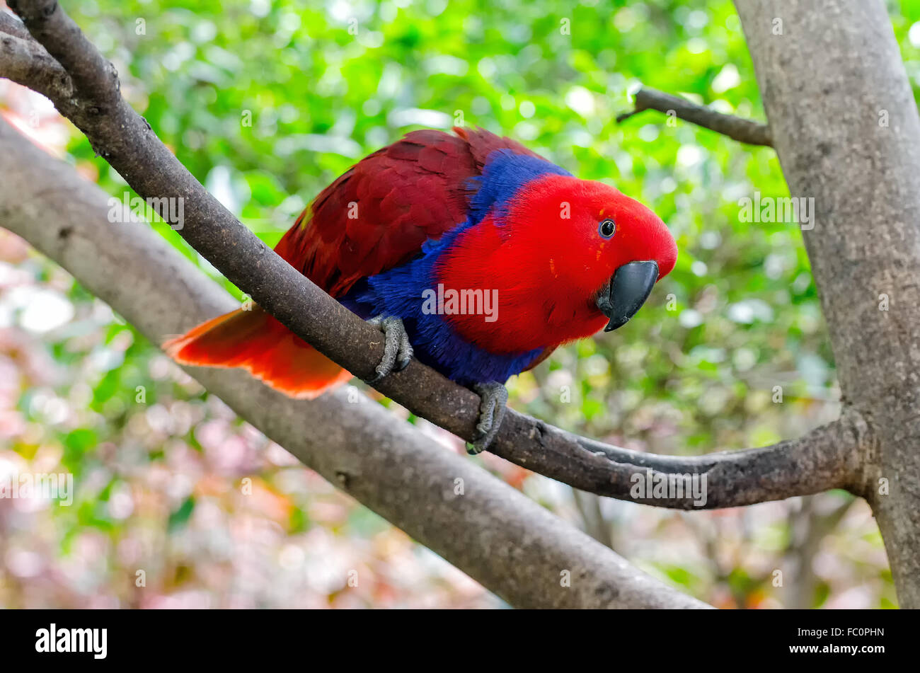 Pappagallo della foresta pluviale immagini e fotografie stock ad alta ...