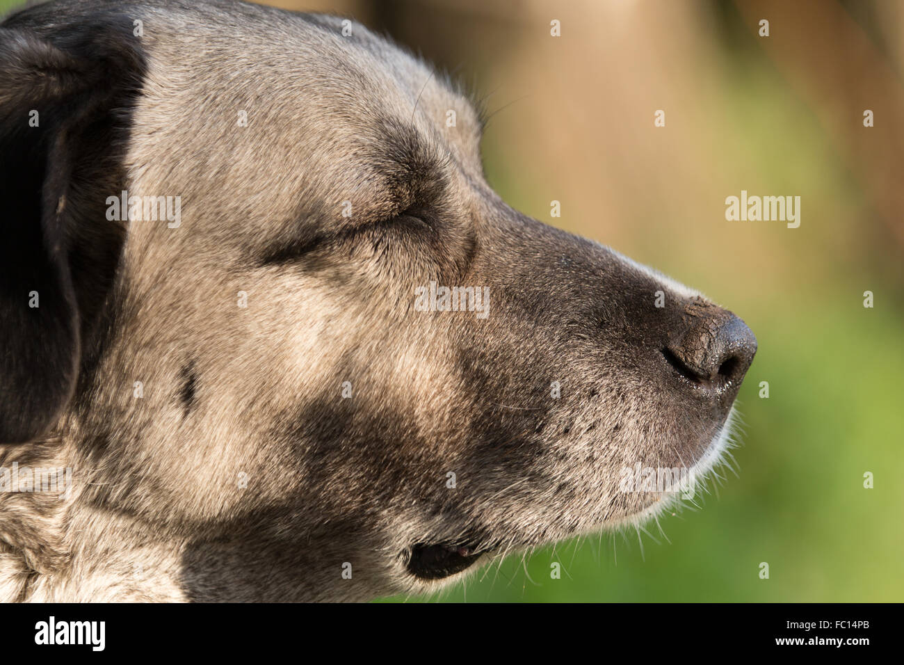 Kangal turco immagini e fotografie stock ad alta risoluzione - Alamy