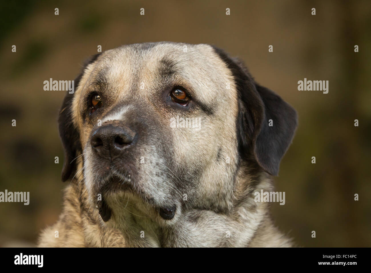 Kangal turco immagini e fotografie stock ad alta risoluzione - Alamy