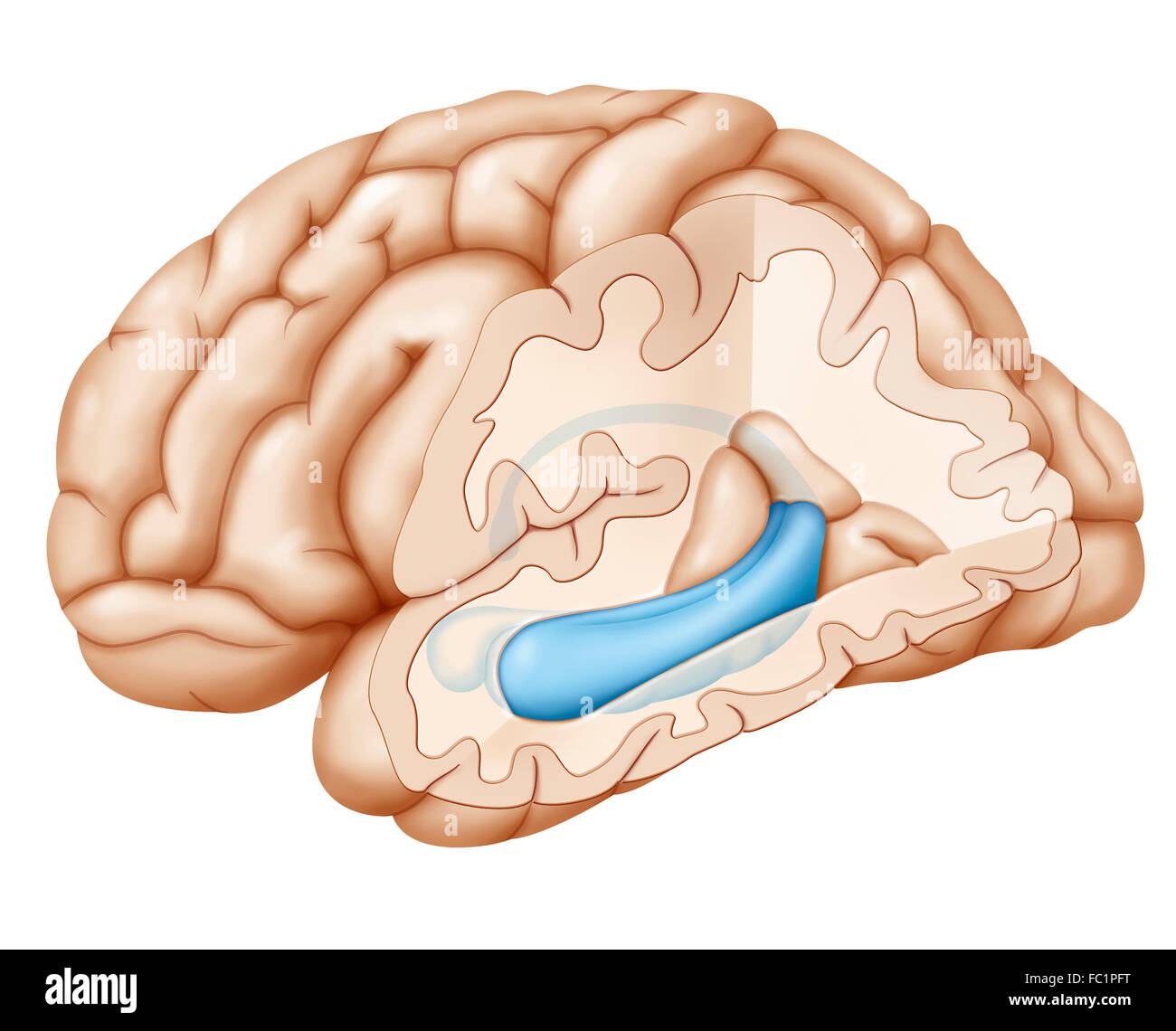 Hippocampus brain drawing immagini e fotografie stock ad alta ...