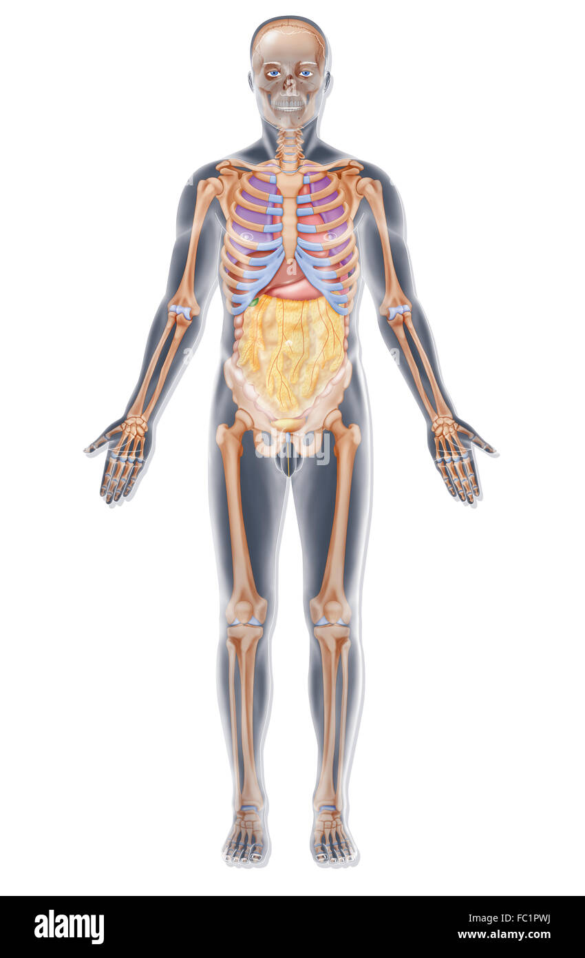 Anatomia Addome Maschile Immagini e Fotos Stock - Alamy