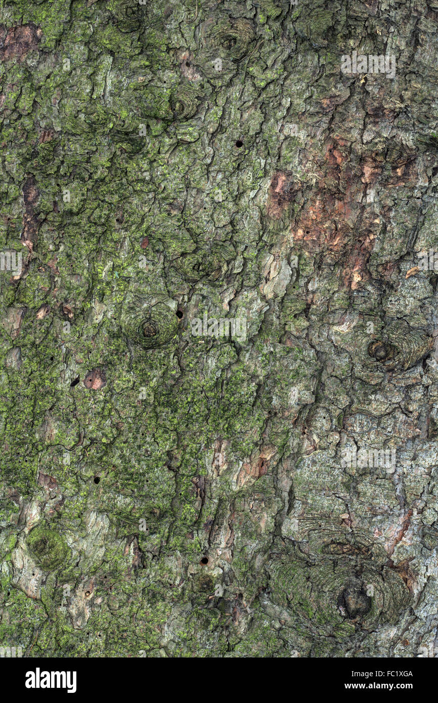 Albero texture immagini e fotografie stock ad alta risoluzione - Alamy