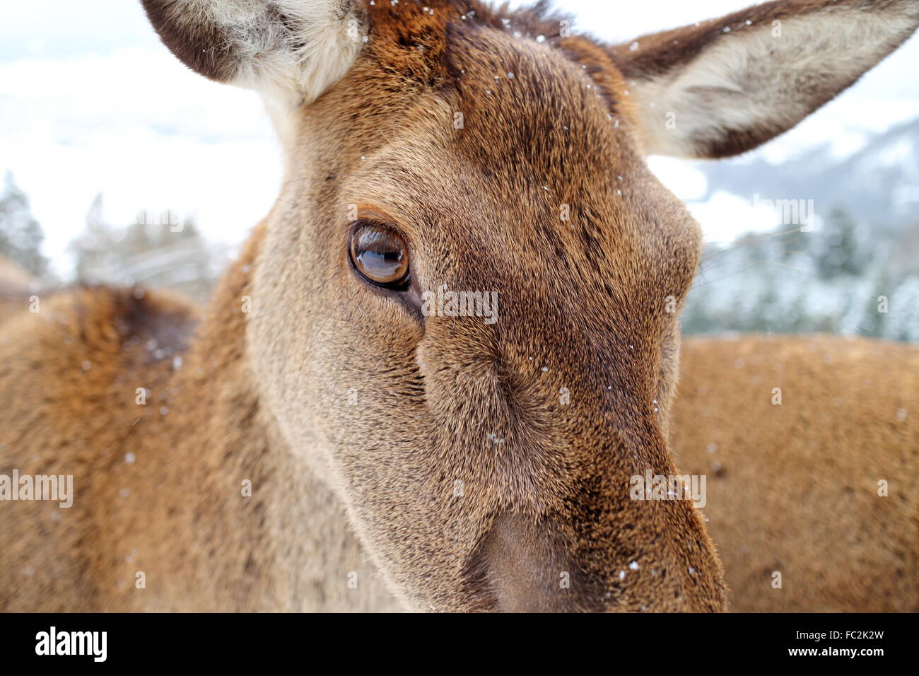 Occhio di cervo immagini e fotografie stock ad alta risoluzione - Alamy