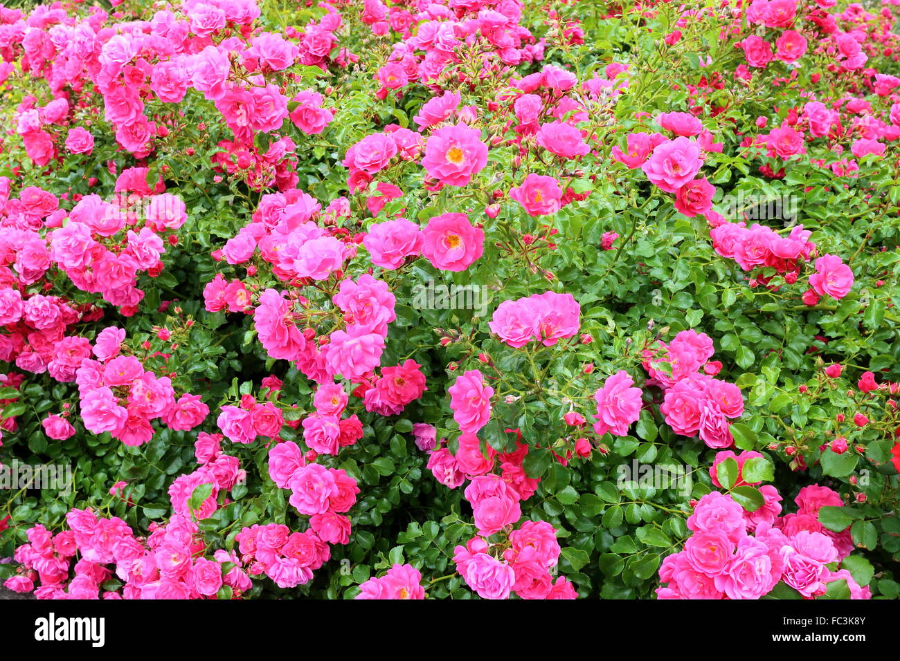 Ramoscelli con rose rose immagini e fotografie stock ad alta ...