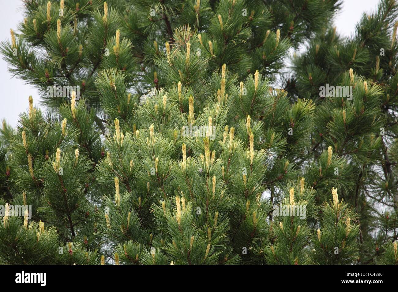 Albero di pino cembro immagini e fotografie stock ad alta risoluzione ...