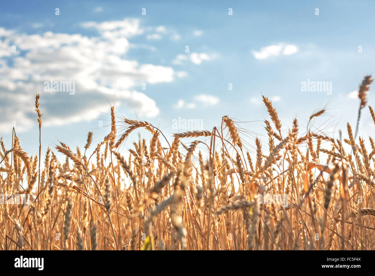 Spighe di grano immagini e fotografie stock ad alta risoluzione - Alamy