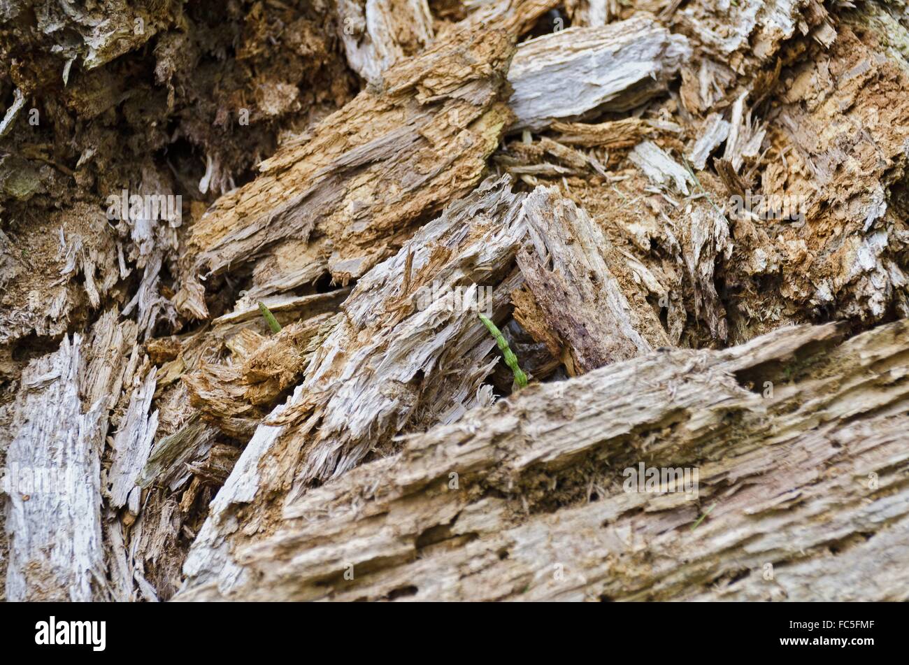 Legname marcio o legno immagini e fotografie stock ad alta risoluzione ...
