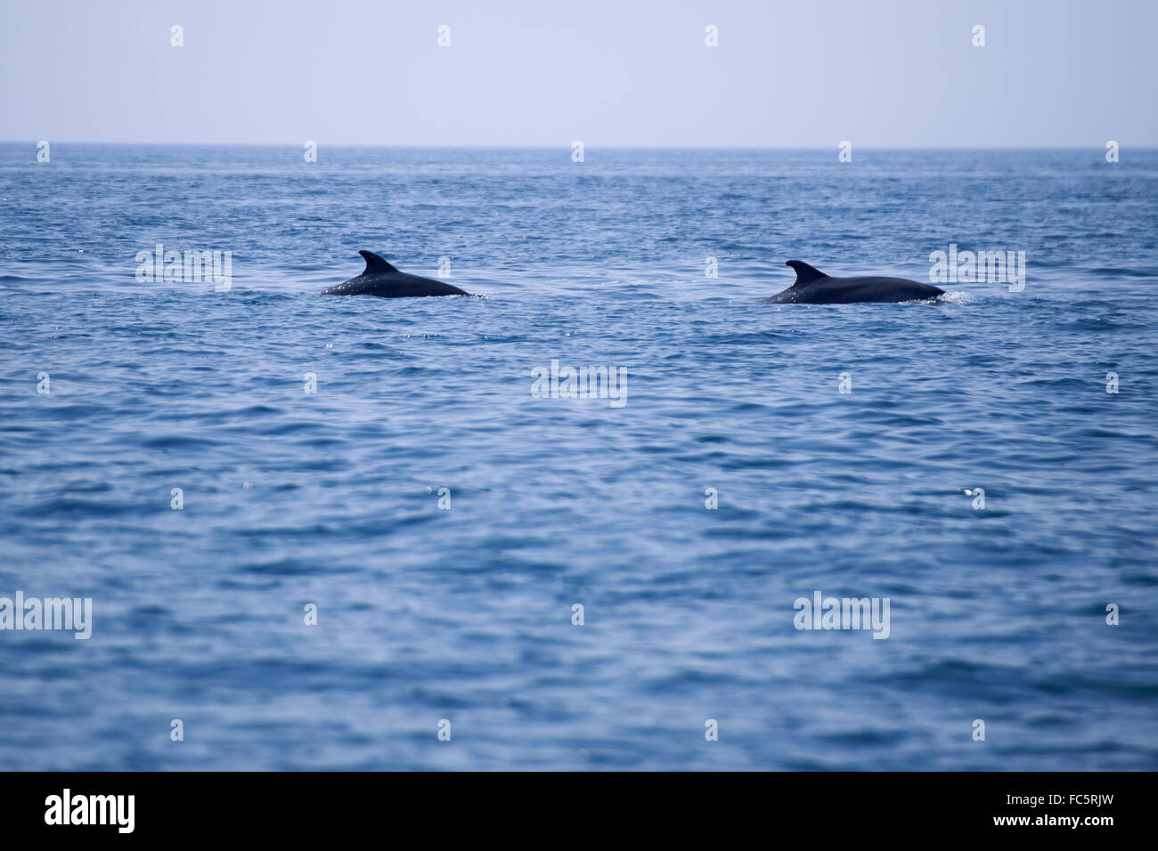 Due delfini che saltano nel mare immagini e fotografie stock ad alta ...