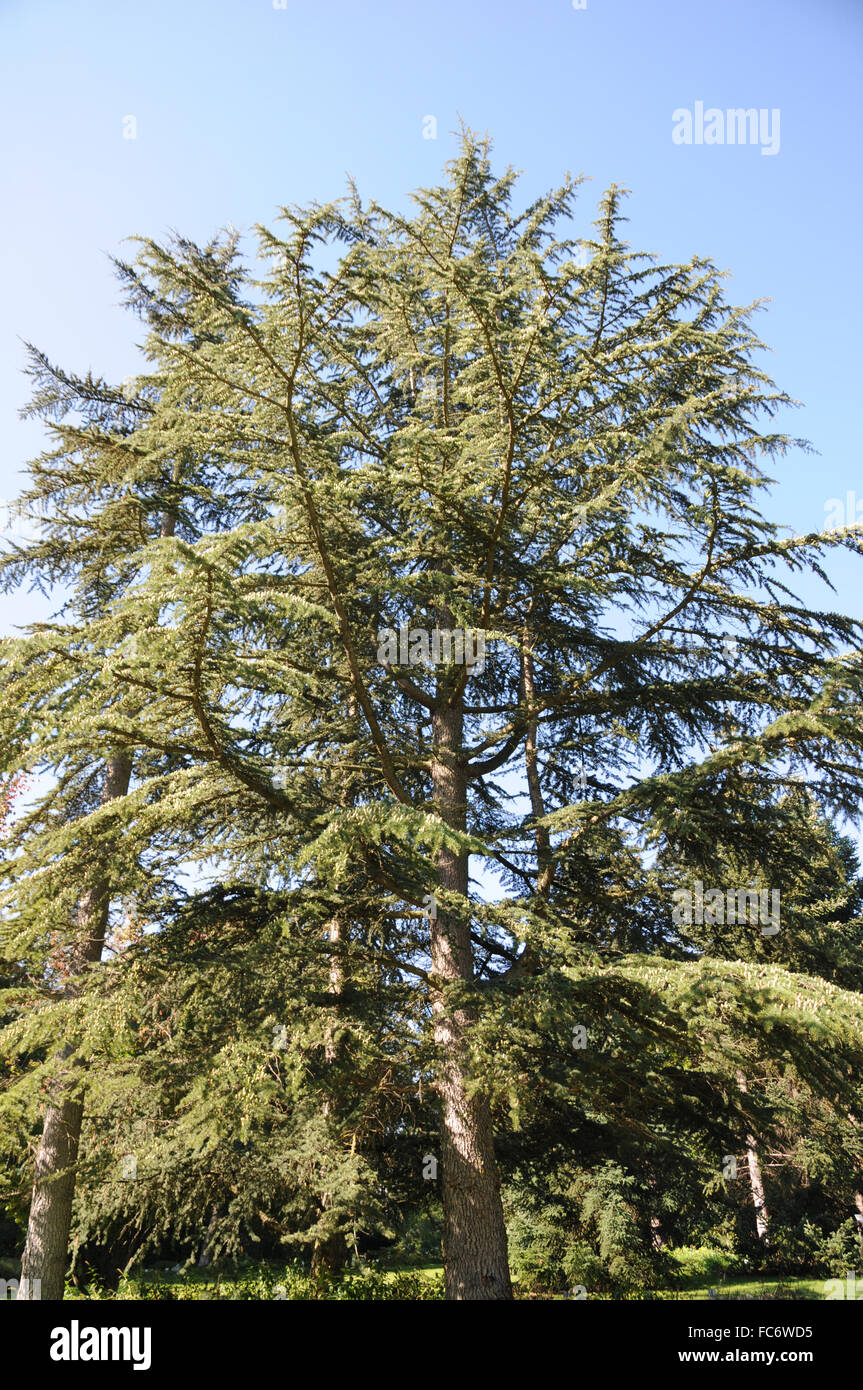 Cedro del cono del libano immagini e fotografie stock ad alta ...