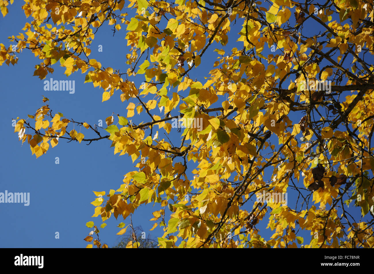 Albero di balsa immagini e fotografie stock ad alta risoluzione - Alamy