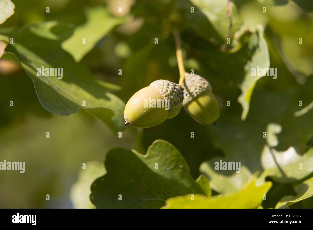 Foglie E Ghiande Di Quercus Robur Immagini e Fotos Stock - Alamy
