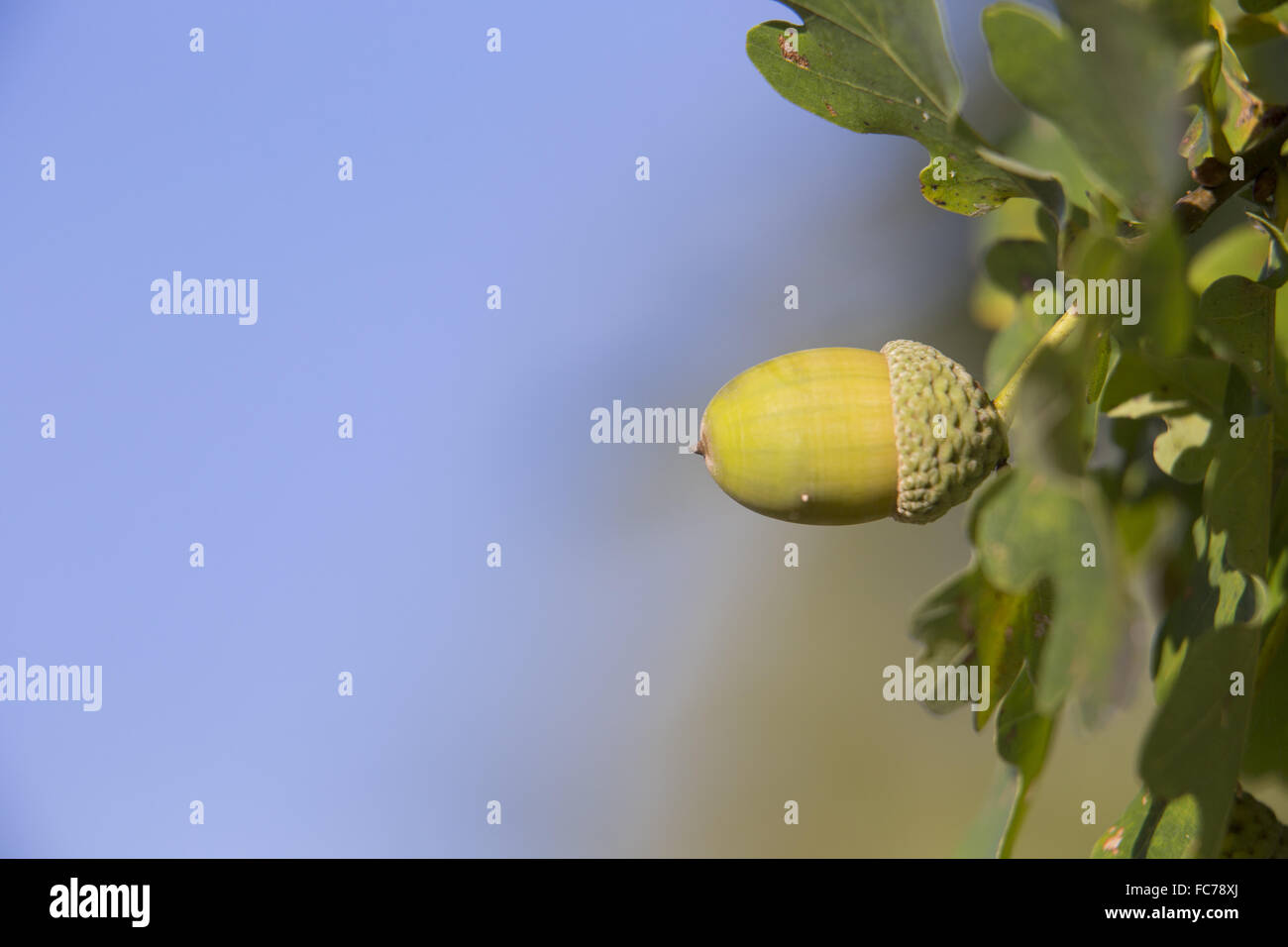 Foglie e ghiande di quercus robur immagini e fotografie stock ad alta ...
