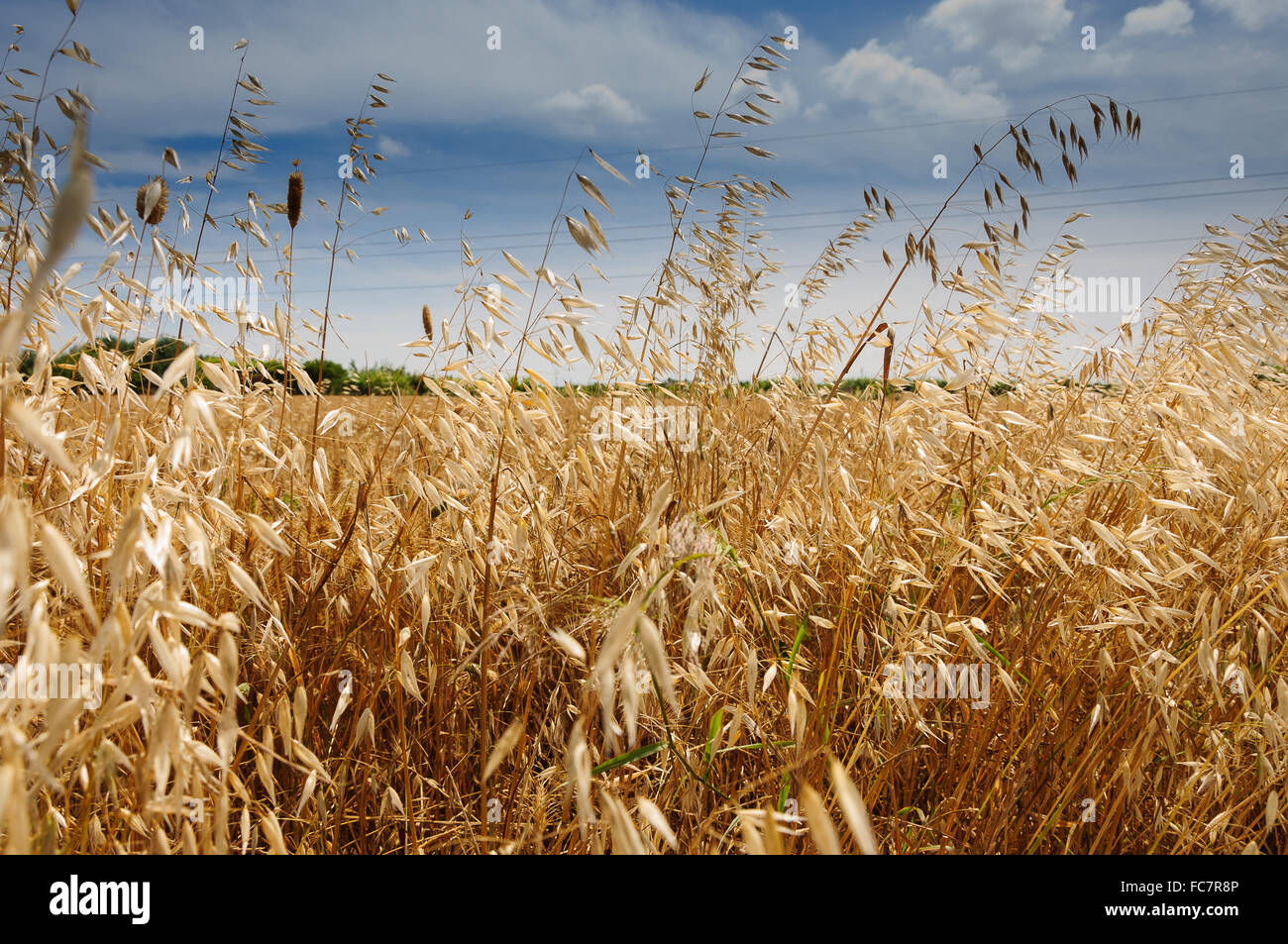Avena selvatica immagini e fotografie stock ad alta risoluzione - Alamy
