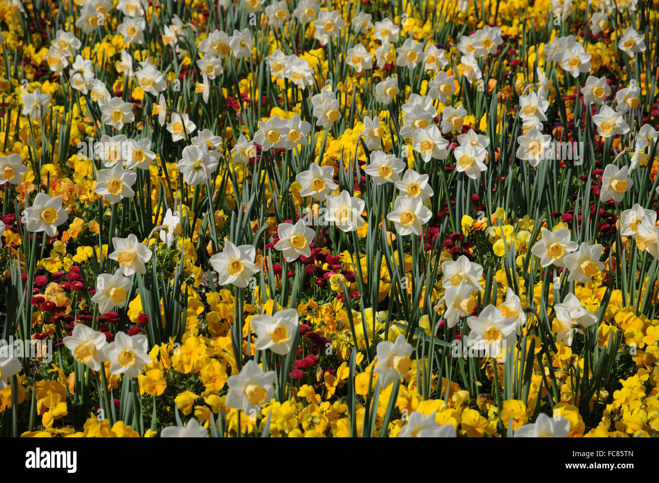 Narciso poeticus x narcissus pseudonarcissus immagini e fotografie ...