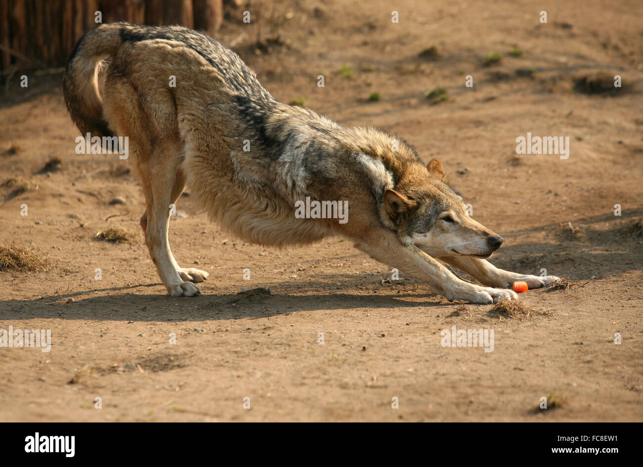 Lupo della steppa Foto stock - Alamy