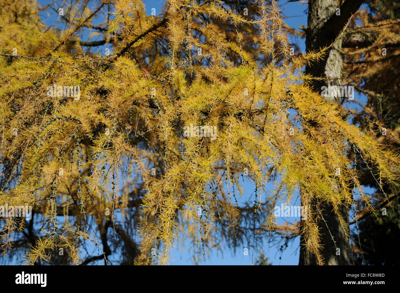 Larice foglia immagini e fotografie stock ad alta risoluzione - Alamy